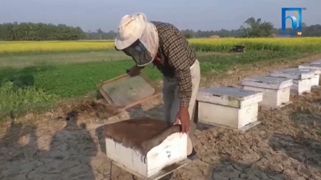 महको माग बढेपछि नेपालगञ्जका मौरी पालक किसान उत्साहित (भिडियोसहित ...