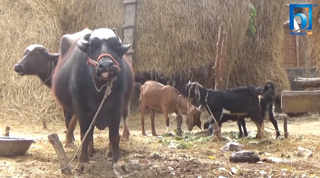 भैँसी पाल्ने किसानलाई रु १८ लाख अनुदान – Himalaya Television