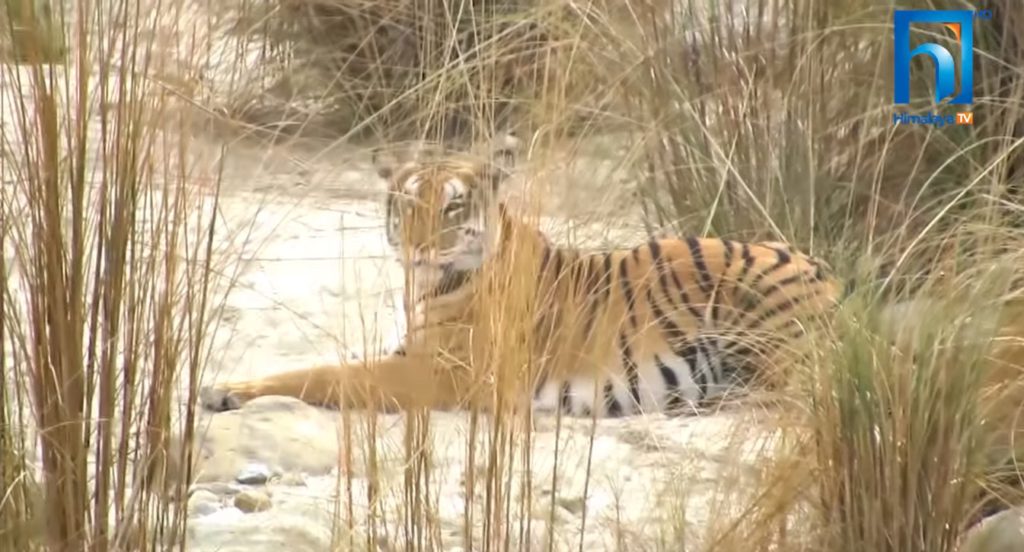 महिला मार्ने बाघलाई चिडियाखाना लगिने – Himalaya Television