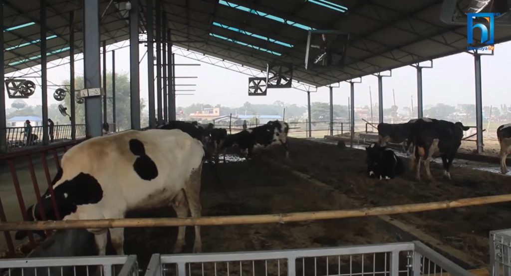 करोडौं लगानीमा मामा-भान्जाको एग्रो फार्म (भिडियो रिपोर्टसहित ...